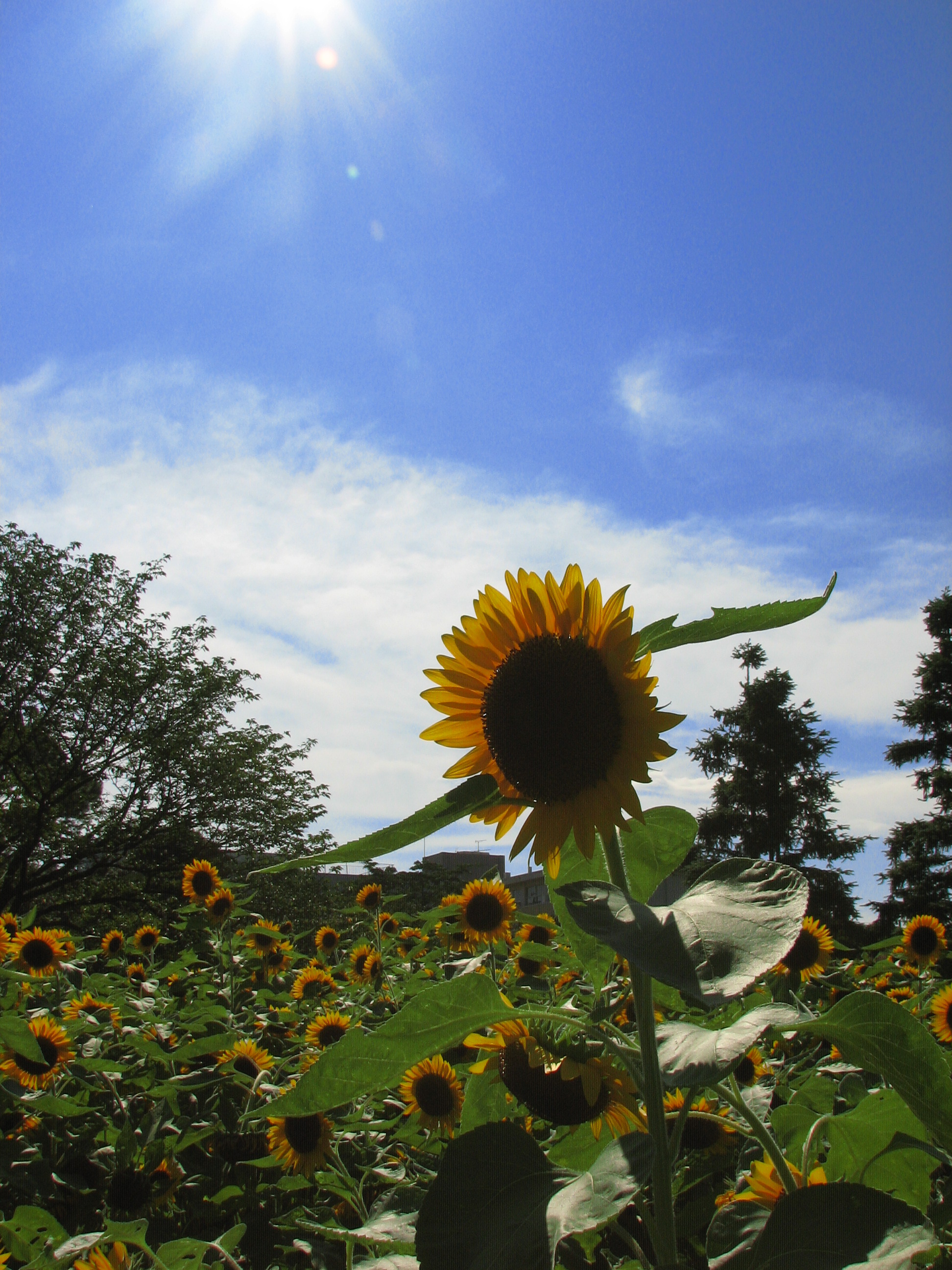 S2IS スジ状ノイズ（横縞模様）: デジカメ・サンプル画像